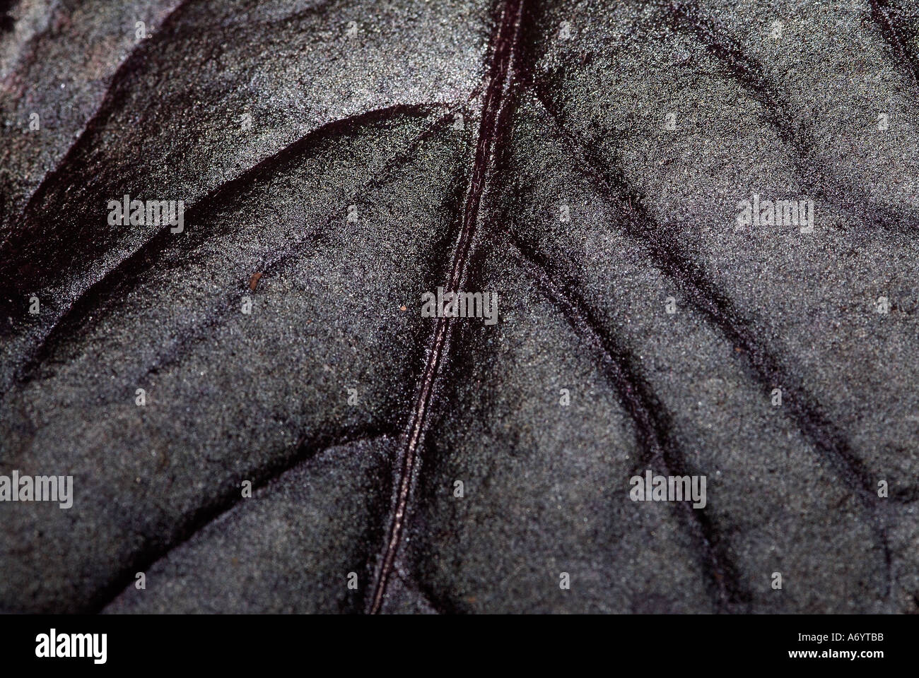 Detail of a leaf Stock Photo - Alamy