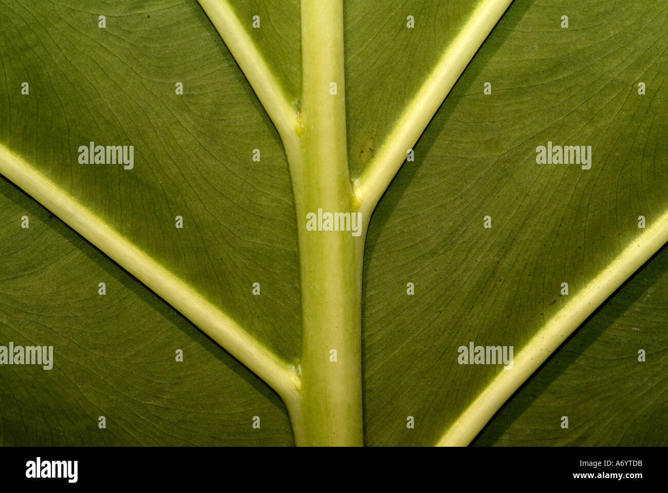 Detail of a leaf Stock Photo - Alamy
