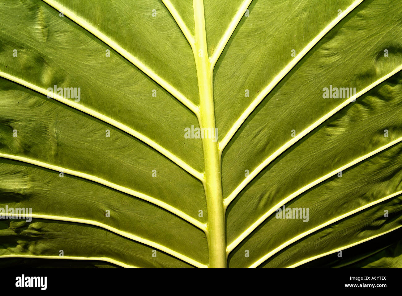 Detail of a leaf Stock Photo - Alamy