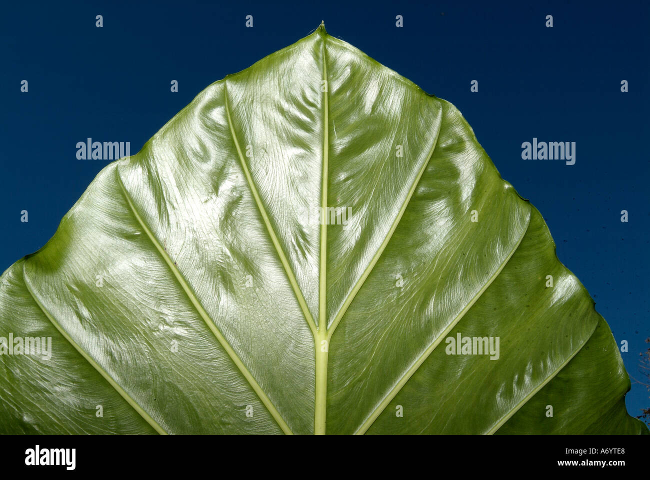 Detail of a leaf Stock Photo - Alamy