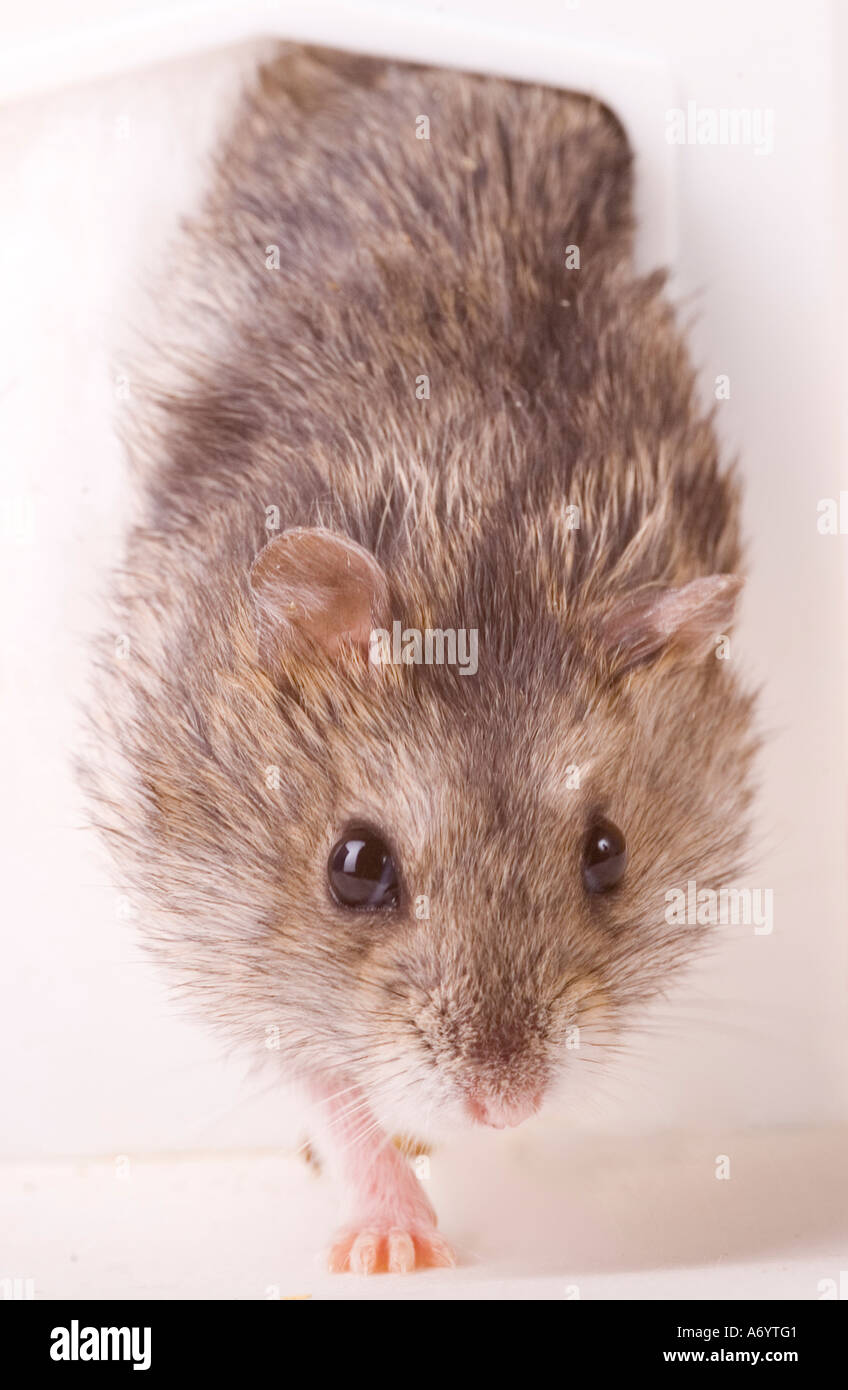 Golden hamster eye hi-res stock photography and images - Alamy