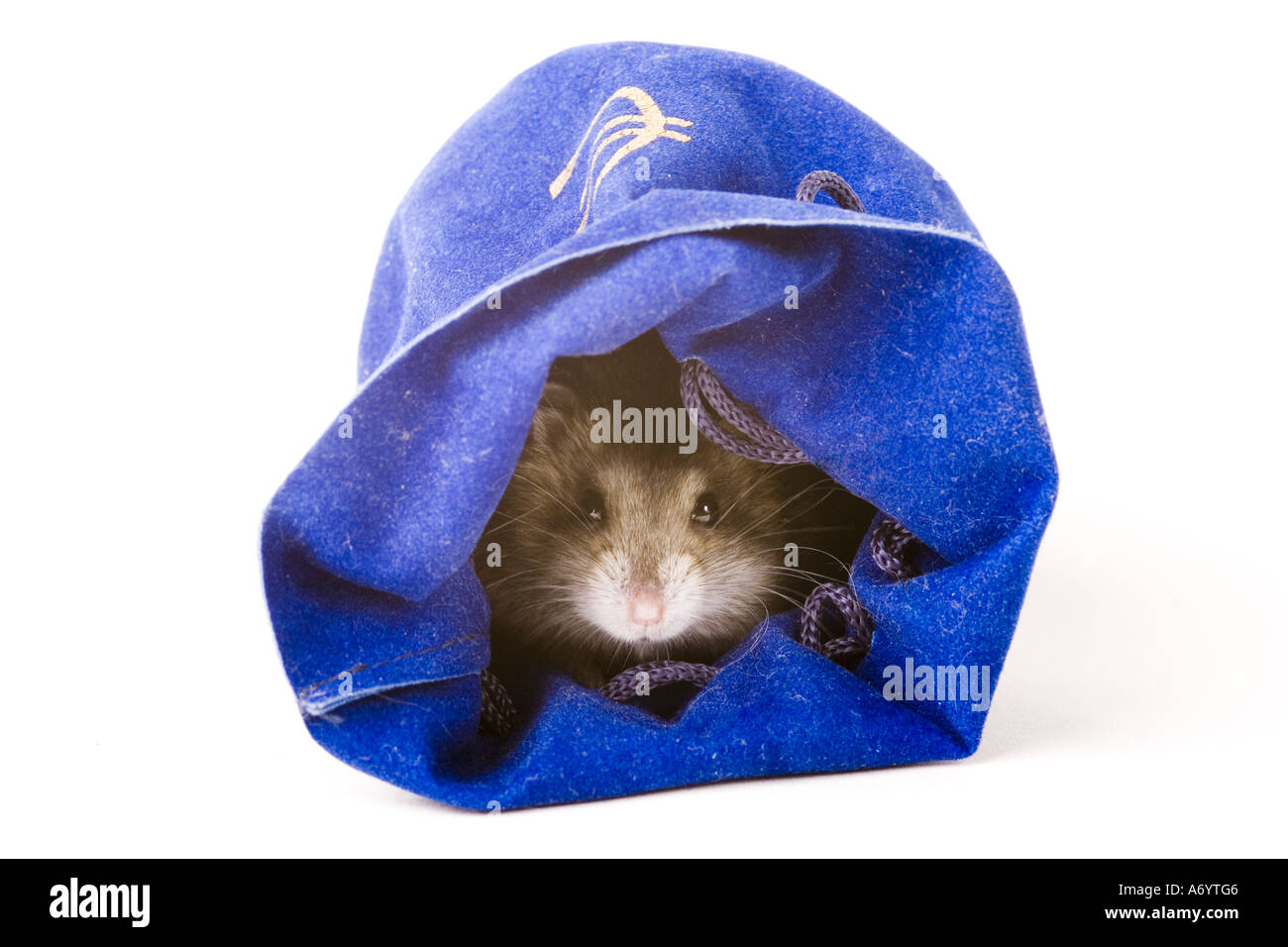 Animal purse Cut Out Stock Images & Pictures - Alamy