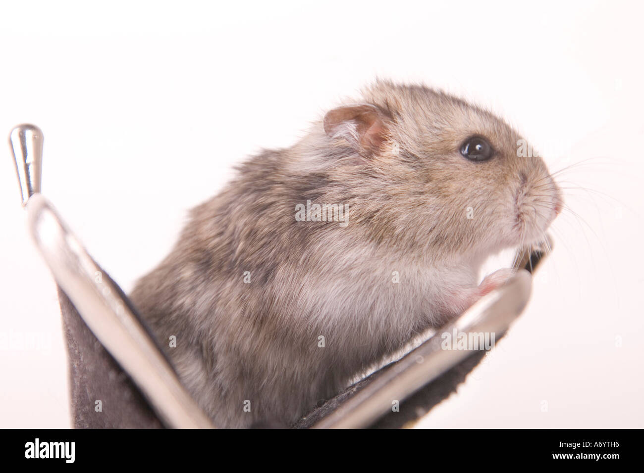 Hamster in a purse Stock Photo - Alamy