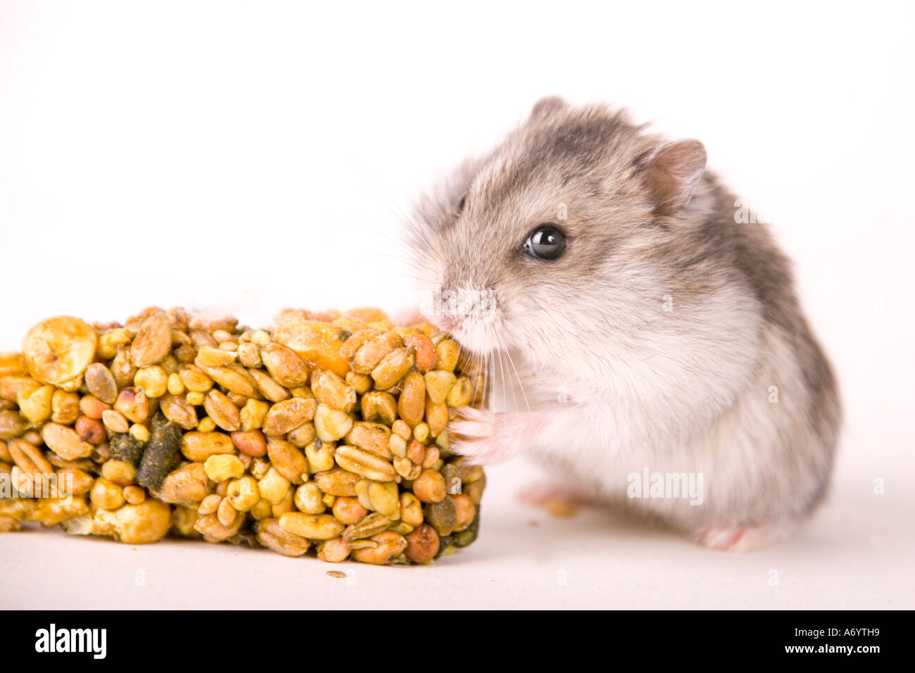 Hamster with food Stock Photo - Alamy