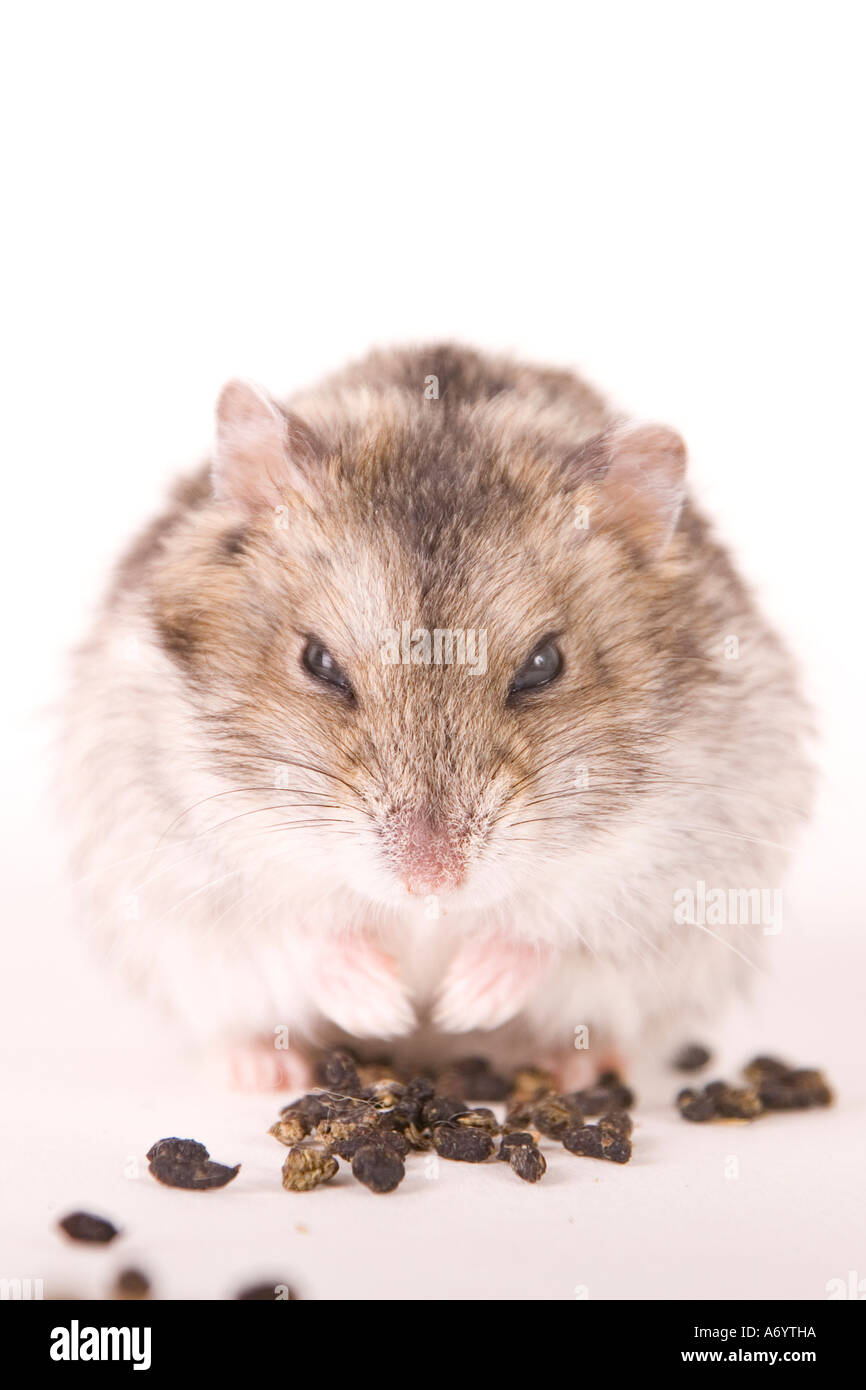 Hamster with food Stock Photo - Alamy