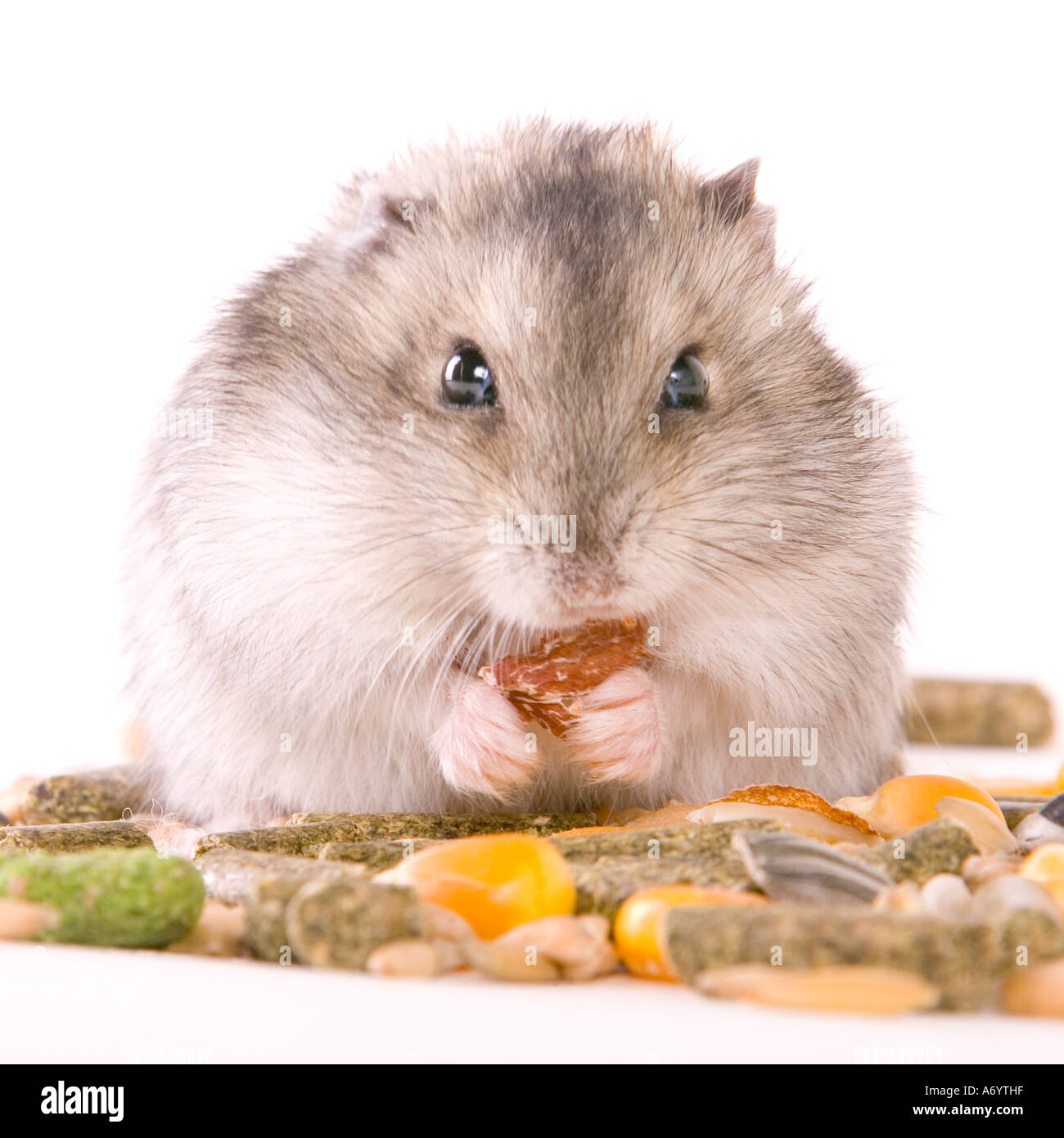Hamster with food Stock Photo - Alamy