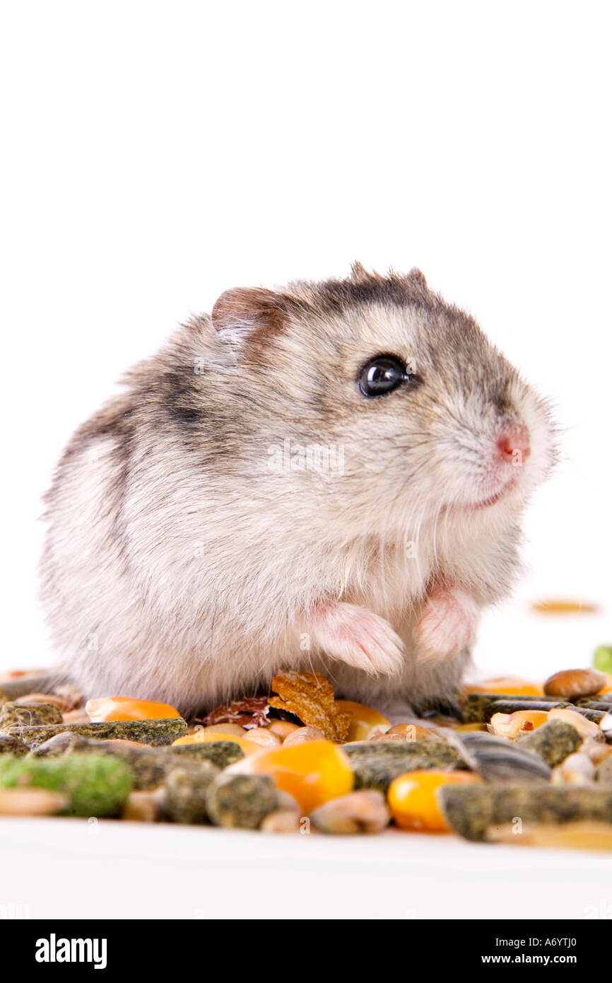 Golden Hamster Eat Food High Resolution Stock Photography and Images ...