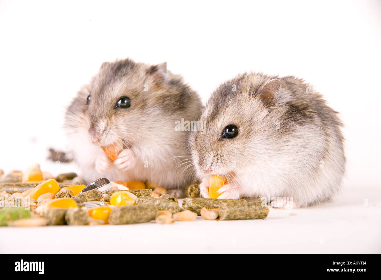 Golden hamster eat food hi-res stock photography and images - Alamy
