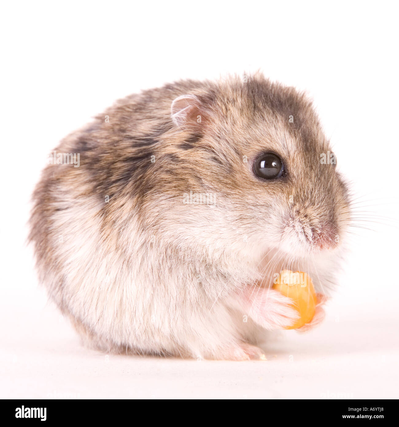 Hamster with maize Stock Photo - Alamy