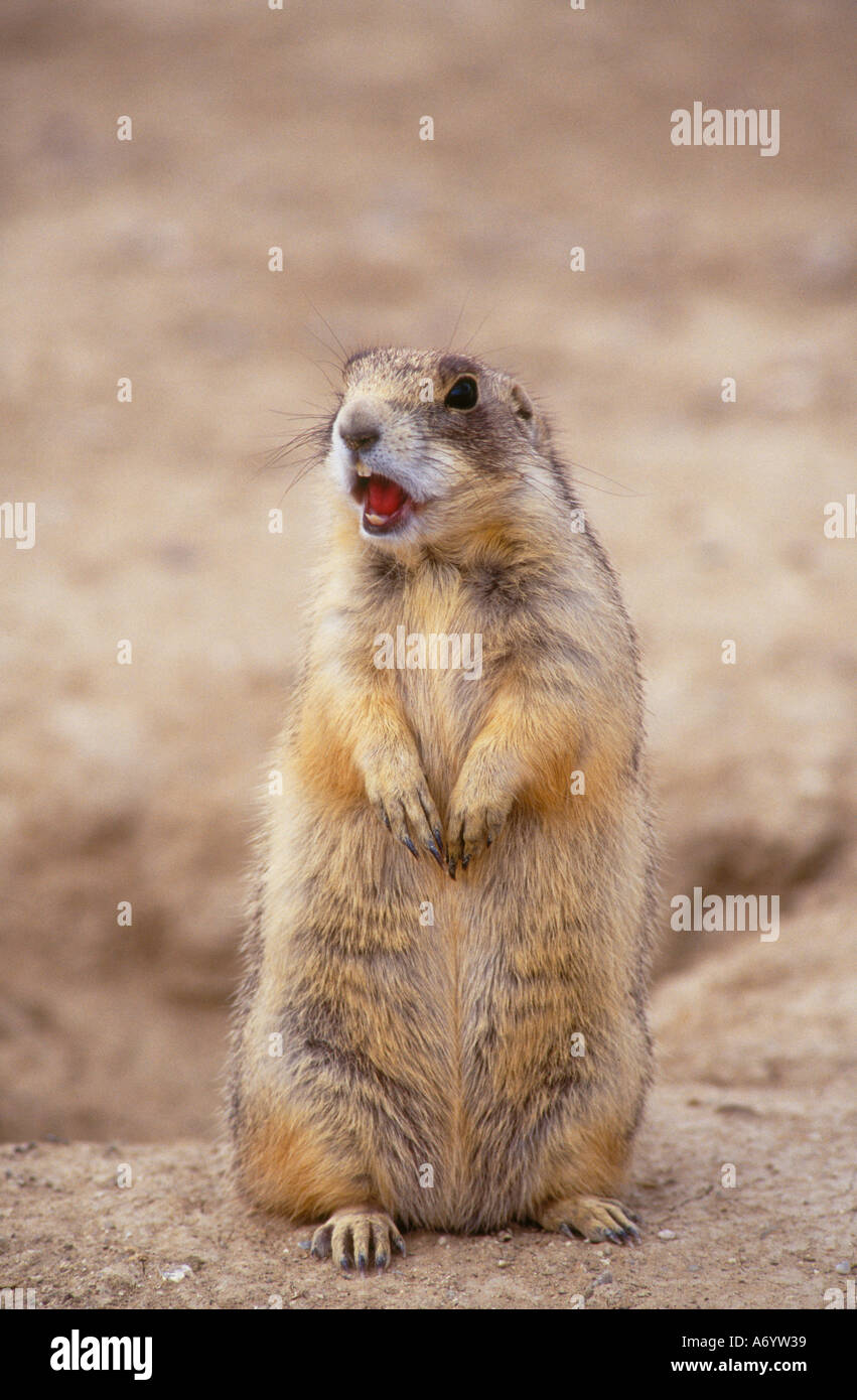 Great divide basin hi-res stock photography and images - Alamy