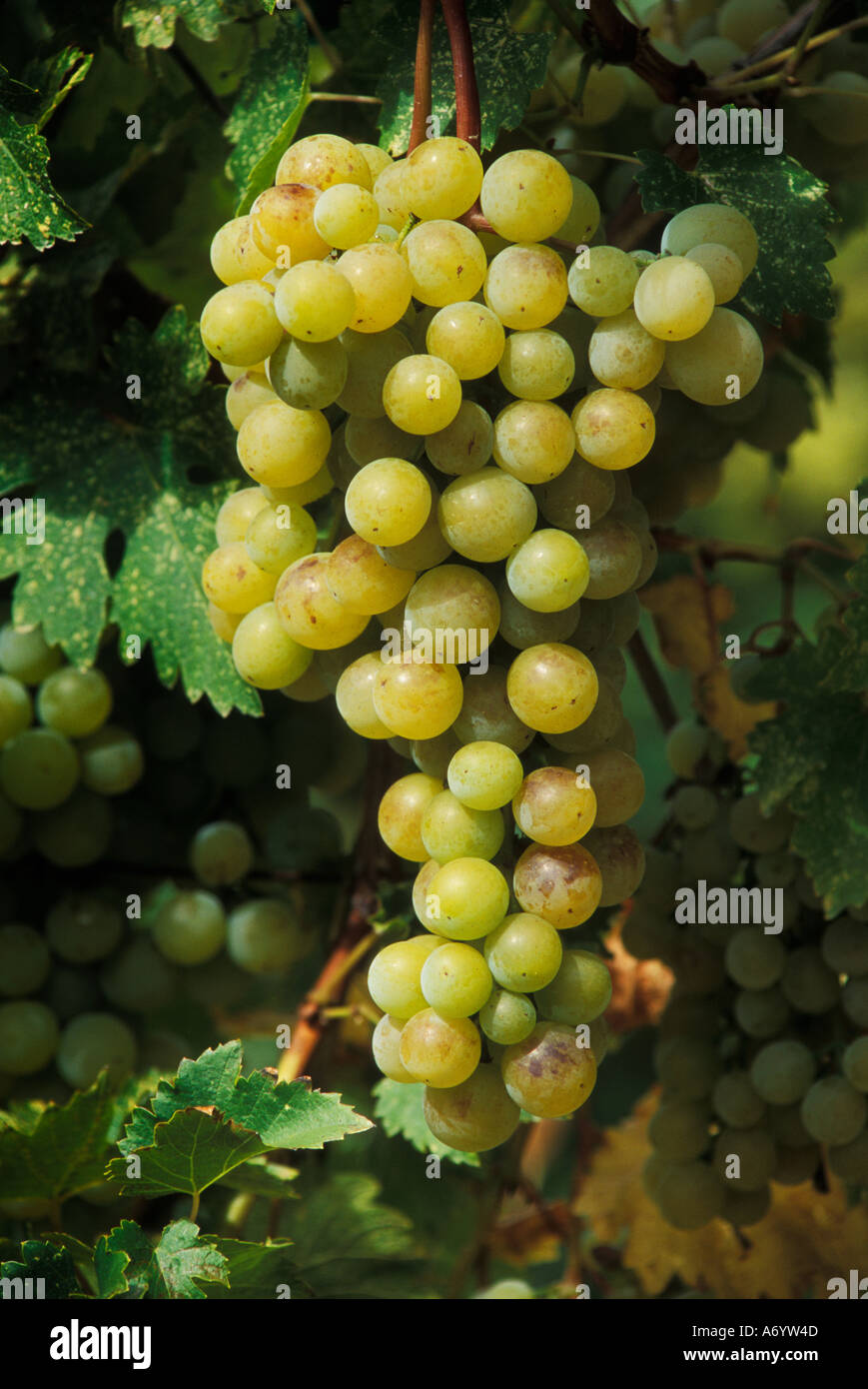 Josephine county oregon hi-res stock photography and images - Alamy