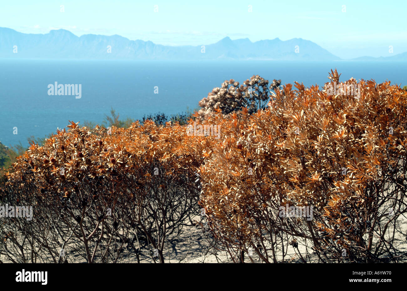 Table Mountain National Park at Cape Point South Africa area of burned ...