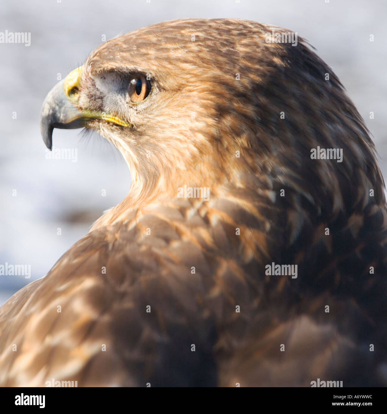 Hieraaetus hi-res stock photography and images - Alamy