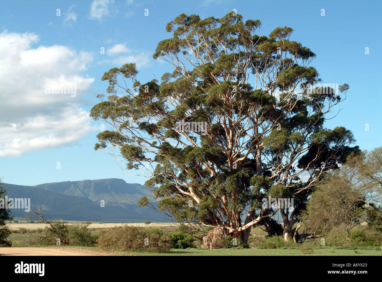 Bontebok National Park at Swellendam western cape South Africa ...