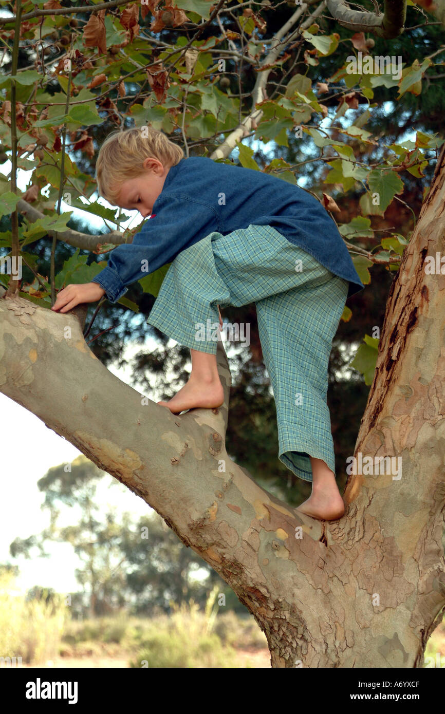 Little boy climbing tree Stock Photo - Alamy