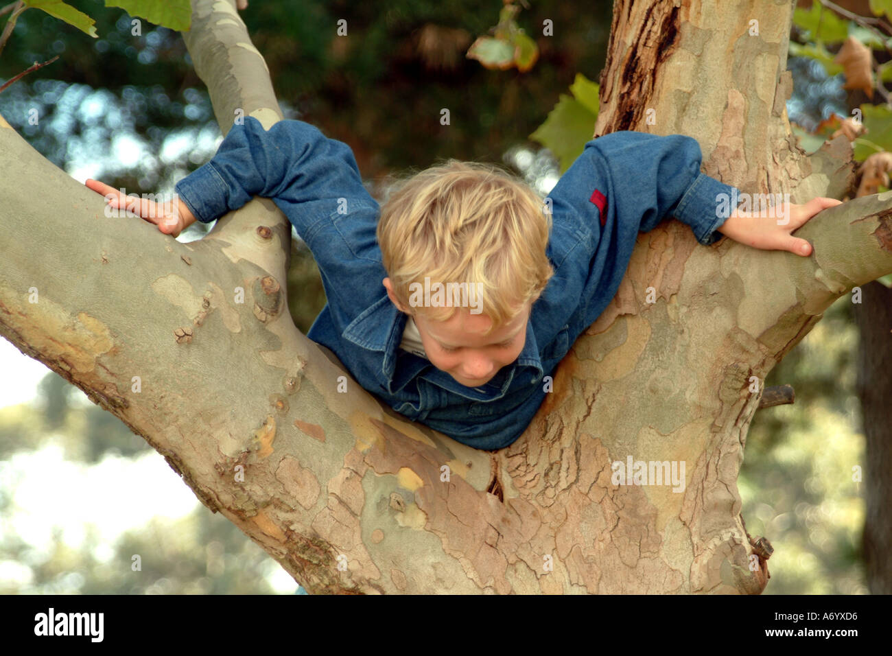 Little boy climbing tree Stock Photo - Alamy