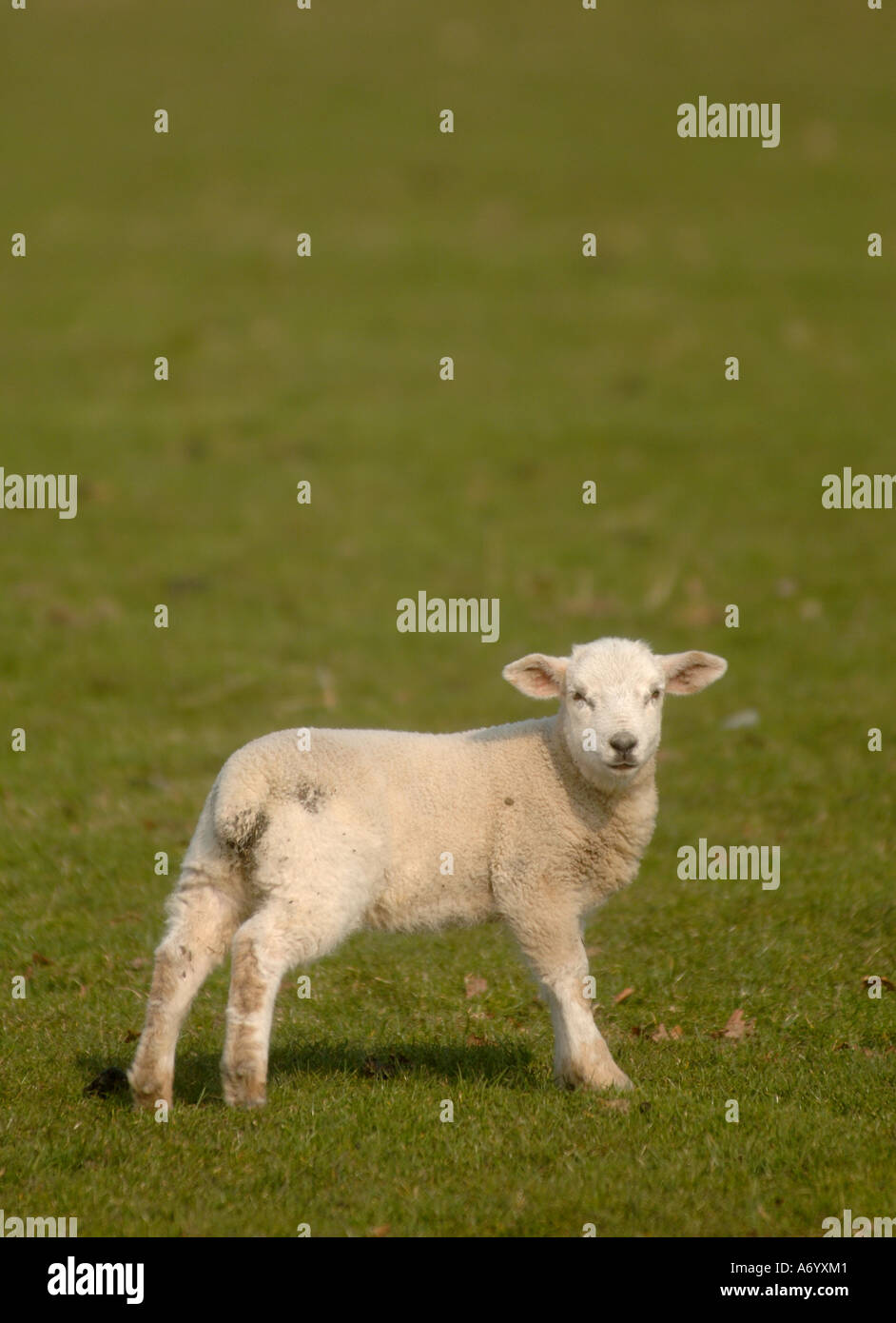 Cute baby lamb standing alone hi-res stock photography and images - Alamy