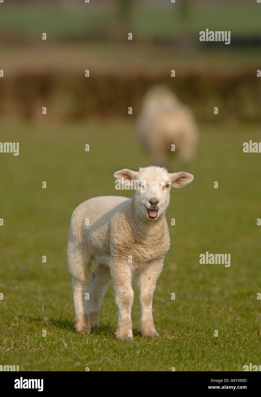 Cute baby lamb standing alone hi-res stock photography and images - Alamy