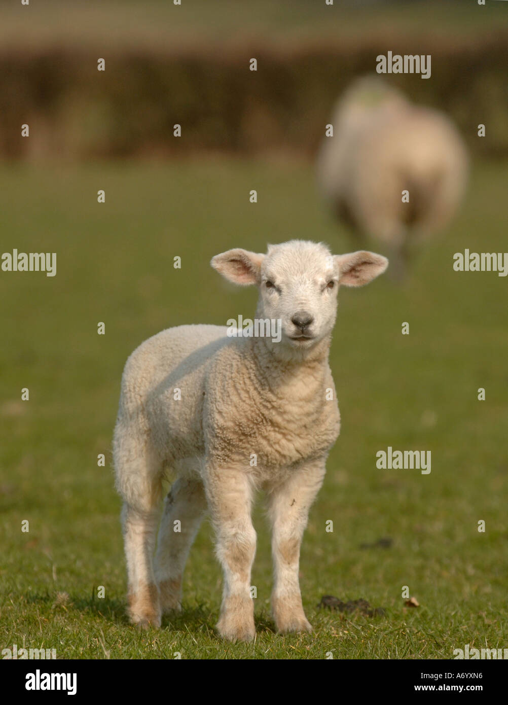 Cute baby lamb standing alone hi-res stock photography and images - Alamy
