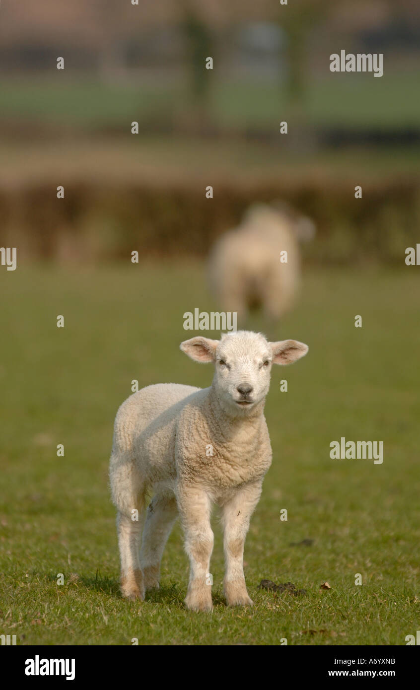 Cute baby lamb standing alone hi-res stock photography and images - Alamy