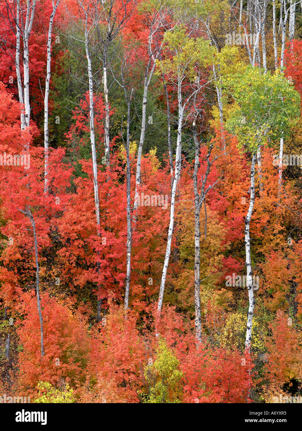 Green aspen among the red maples - taken near Palisades Reservoir in ...