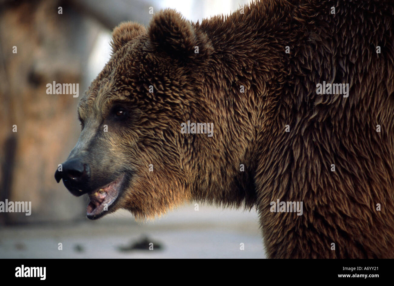 Spanish bear hi-res stock photography and images - Alamy