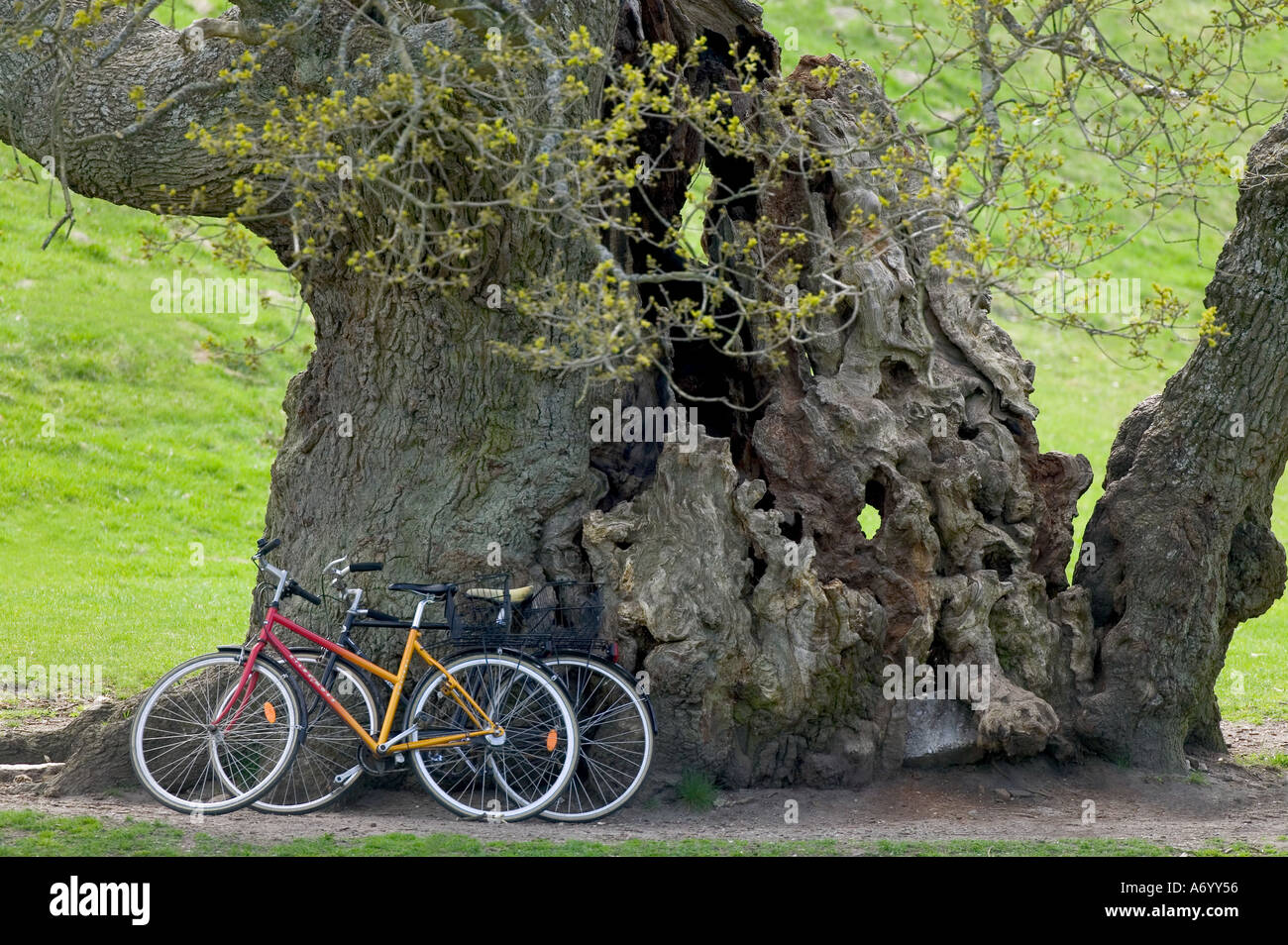 Old oak tree Stock Photo - Alamy