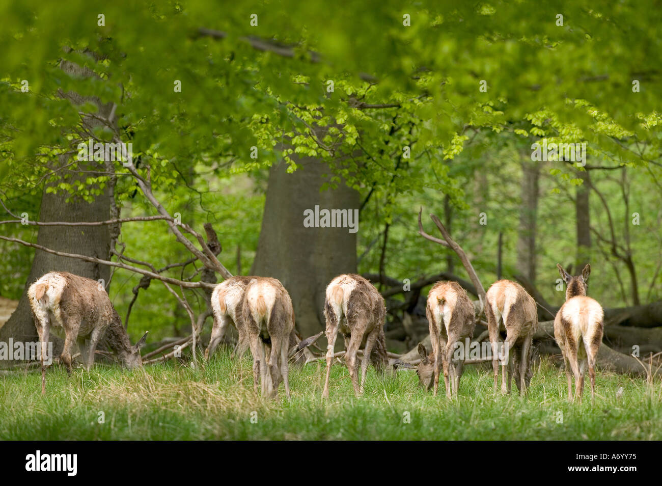 End of Deers Stock Photo - Alamy