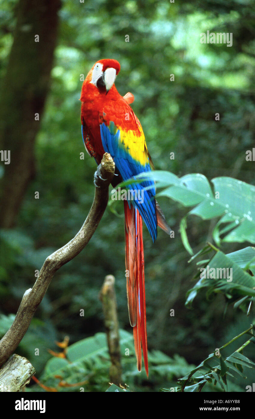 The scarlet macaw is a Costa Rican icon Stock Photo - Alamy