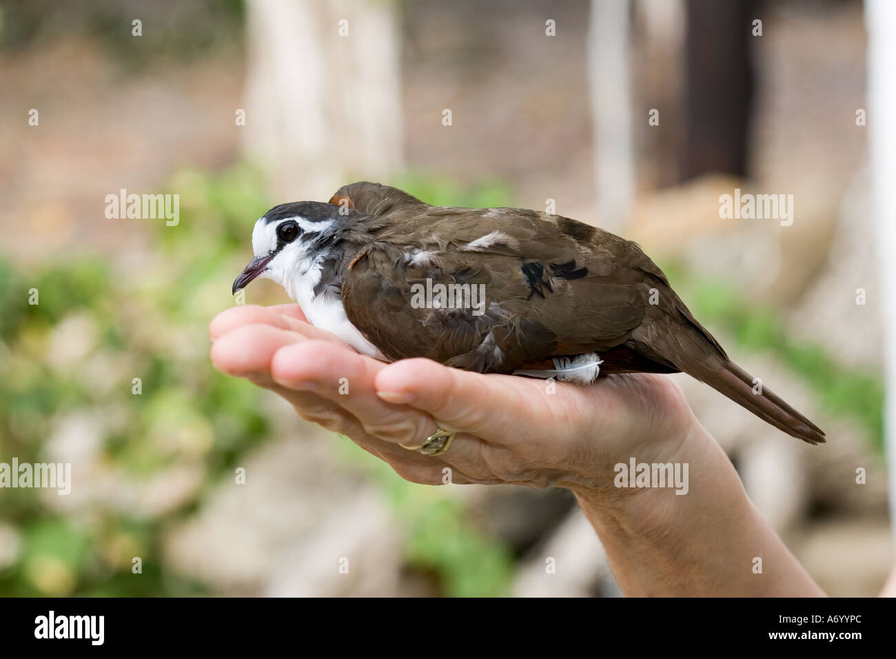 Ornithologist ready to release ringed bird at A Rocha Study Centre ...