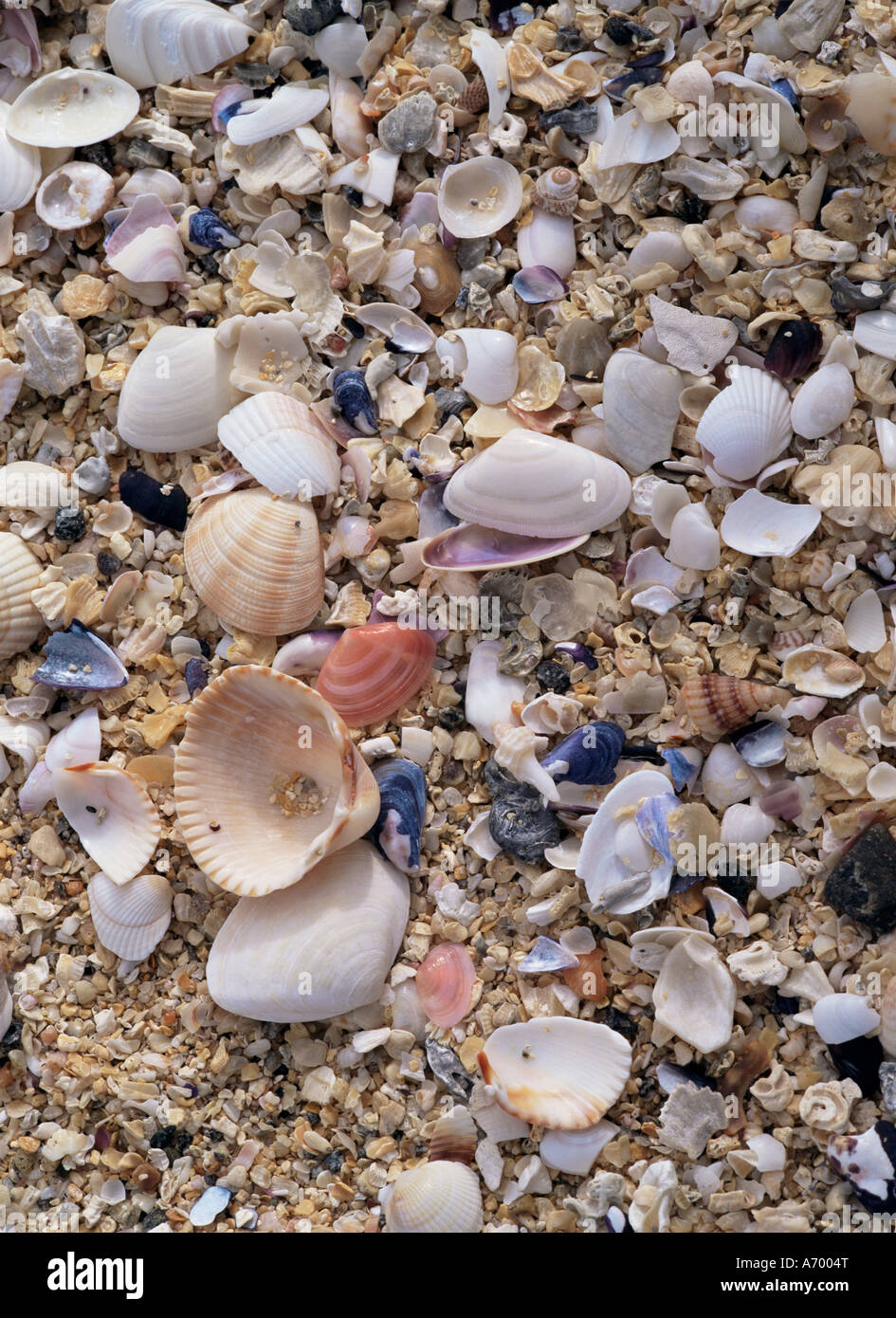 Colourful shells Seilebost Beach Harris Island Outer Hebrides Scotland ...