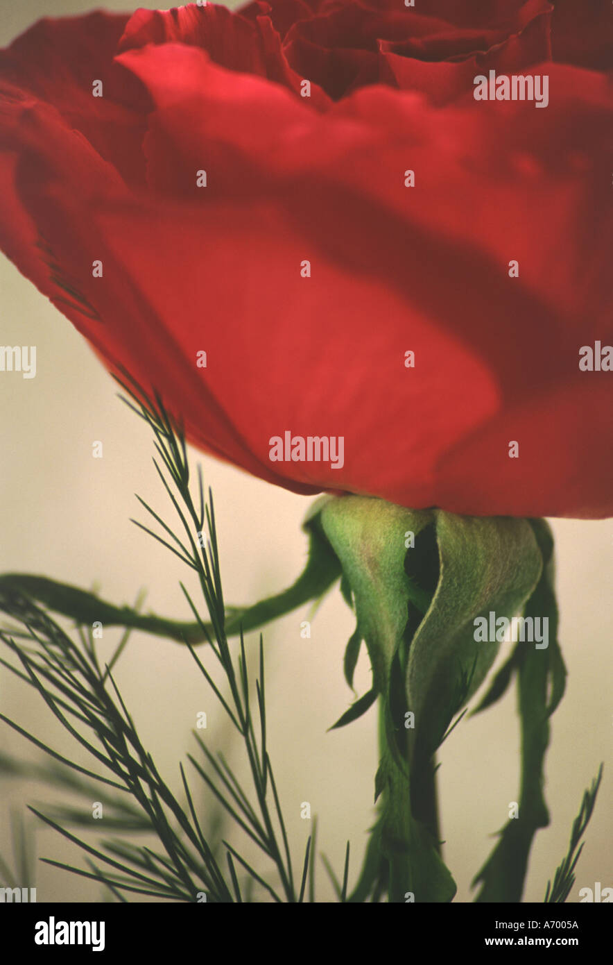 Unusual rose hi-res stock photography and images - Alamy