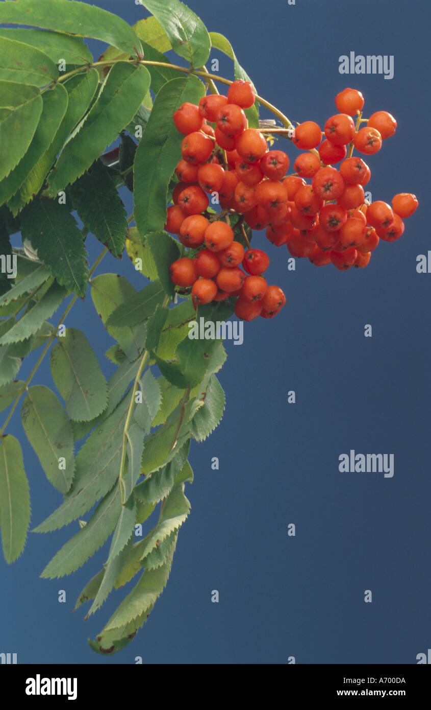 food fruit fruits berry berries sorbus aucuparia rowan berry wild fruit ...