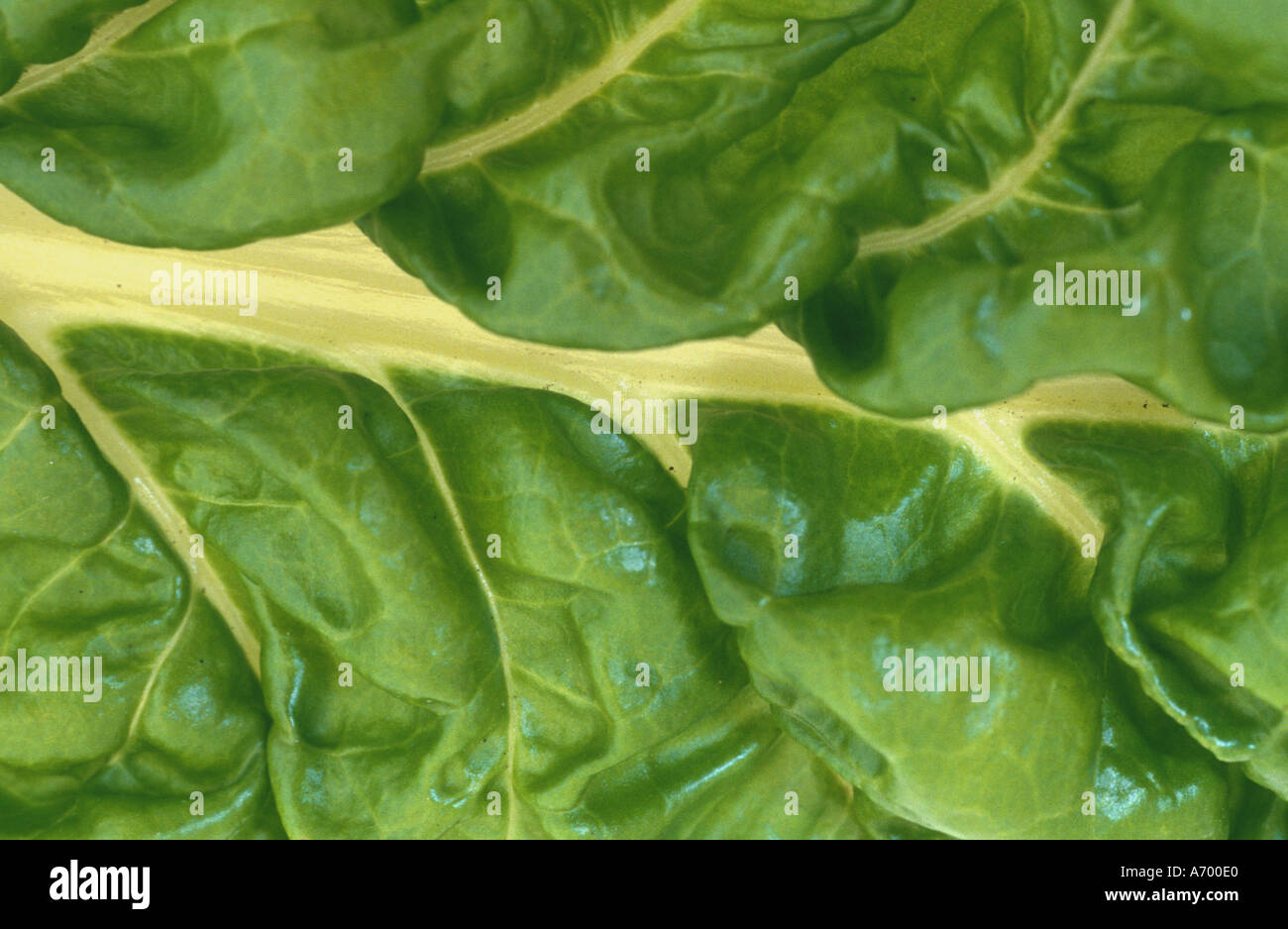 food vegetable beta vulgaris swiss chard leaf mangold Stock Photo - Alamy