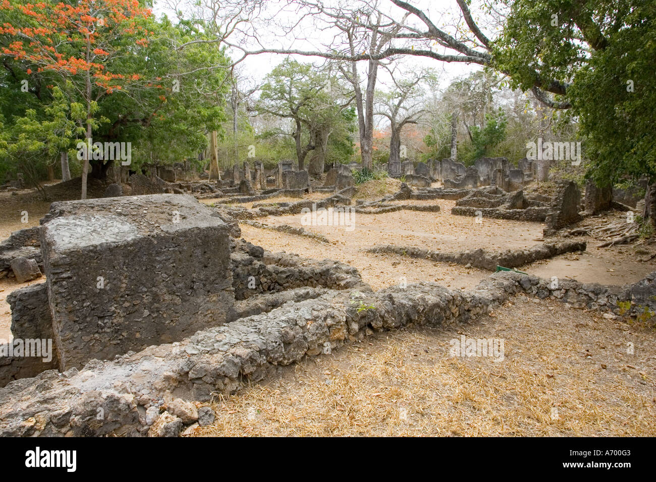 Ruins of ancient Swahili town at Gedi in the Arabuko Sokoke forest near ...