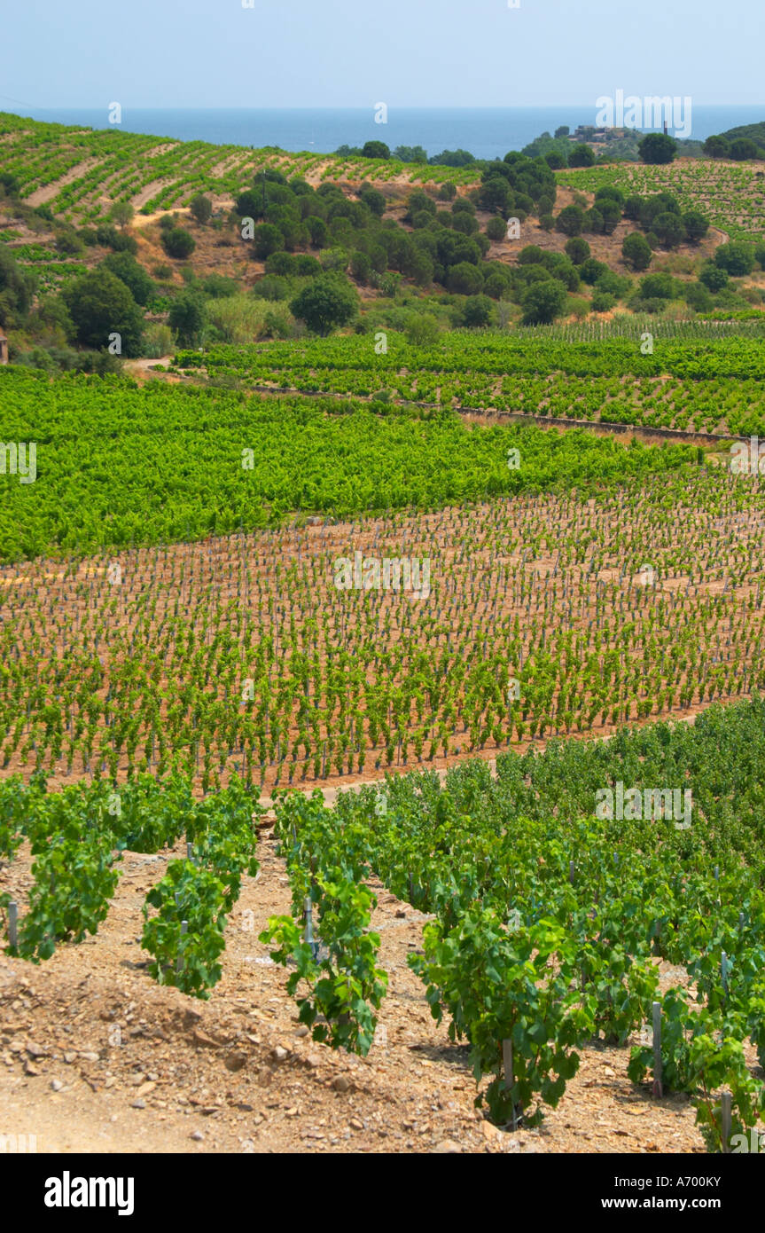 Domaine Coume del Mas. Banyuls-sur-Mer. Roussillon. Vines trained in ...