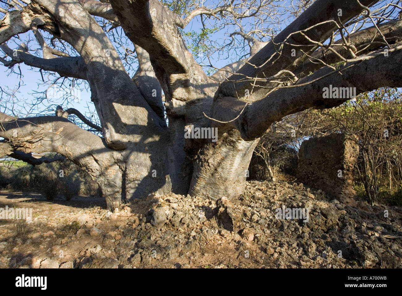 Takwa ruins hi-res stock photography and images - Alamy