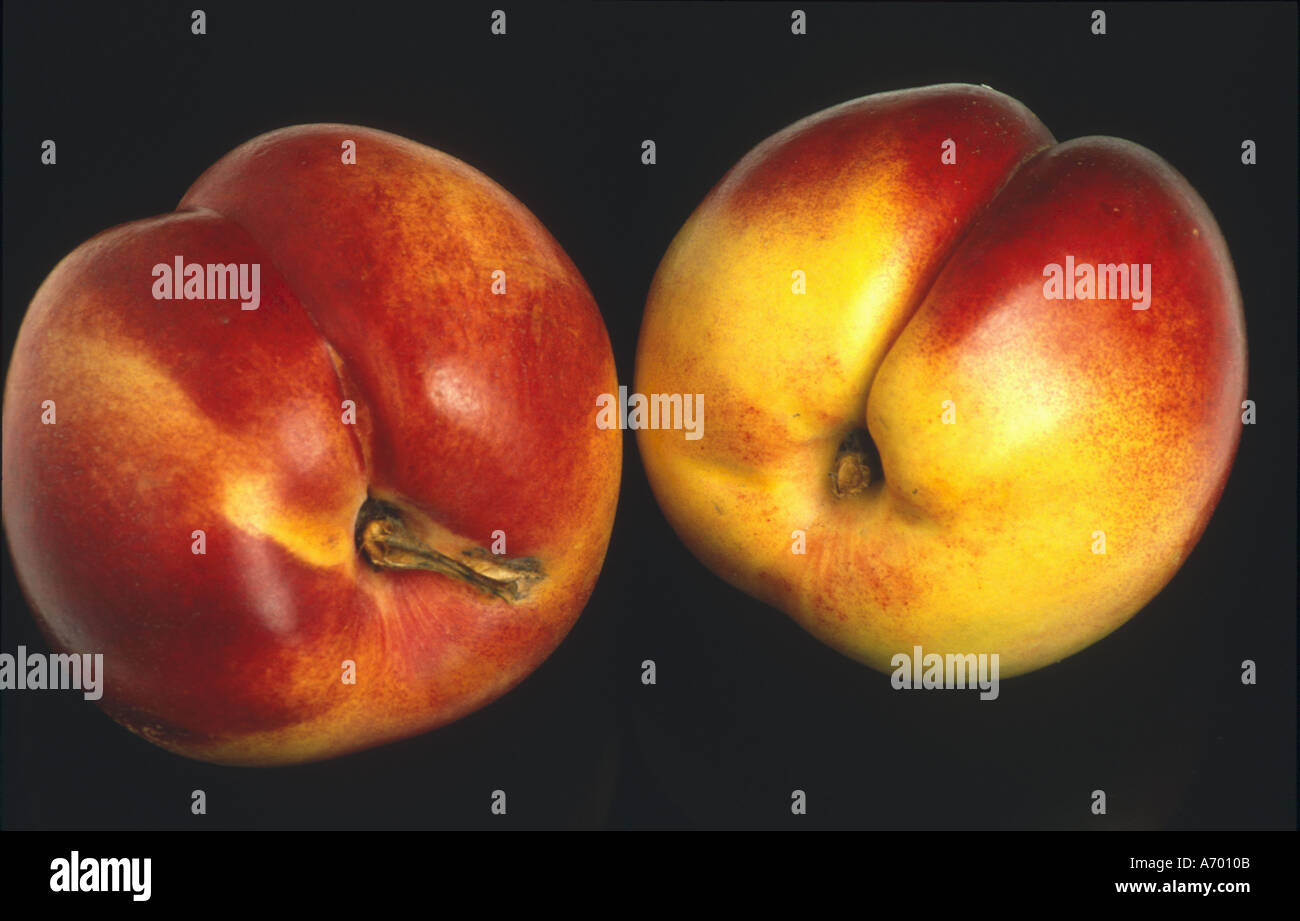 food fruit fruits necatarine nectarines nektarinen Stock Photo - Alamy