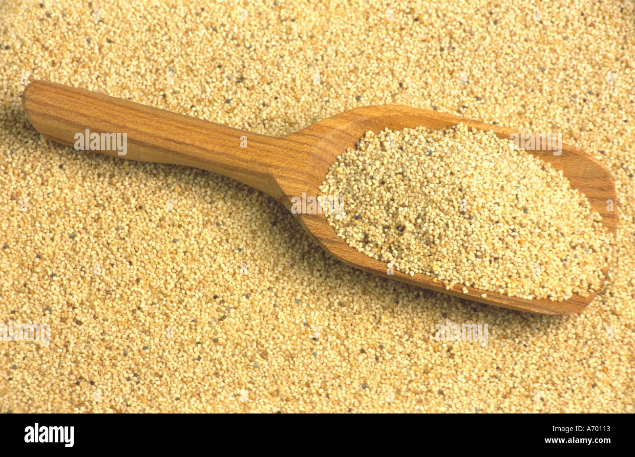 food spice white poppy seeds Stock Photo - Alamy