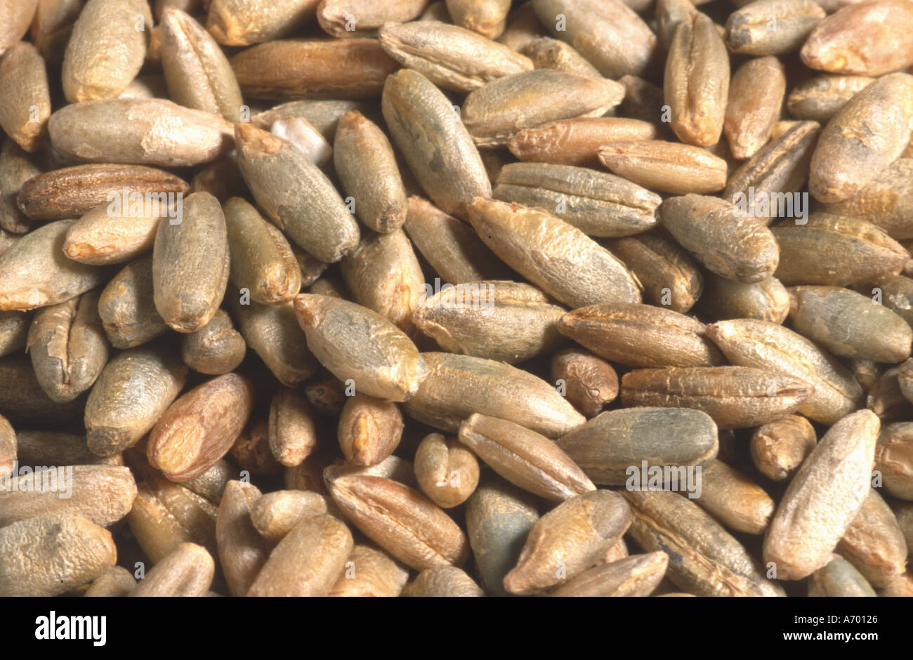 food cereals secale cereale rye Stock Photo - Alamy