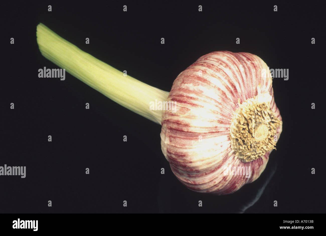 food fresh green garlic knoblauch allium sativum Stock Photo - Alamy