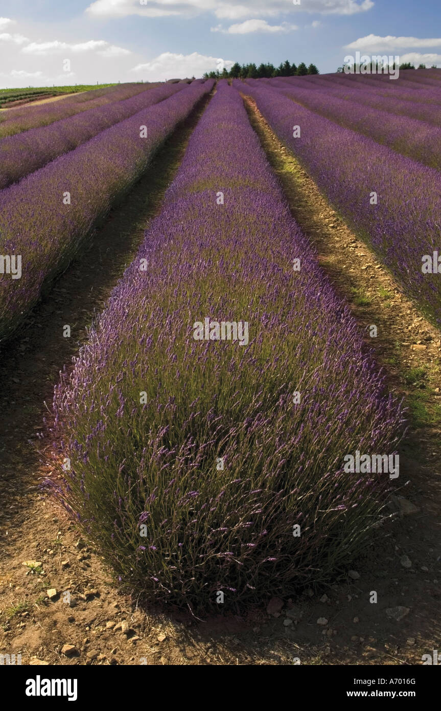 Snowshill Lavender Farm Gloucestershire The Cotswolds England United ...