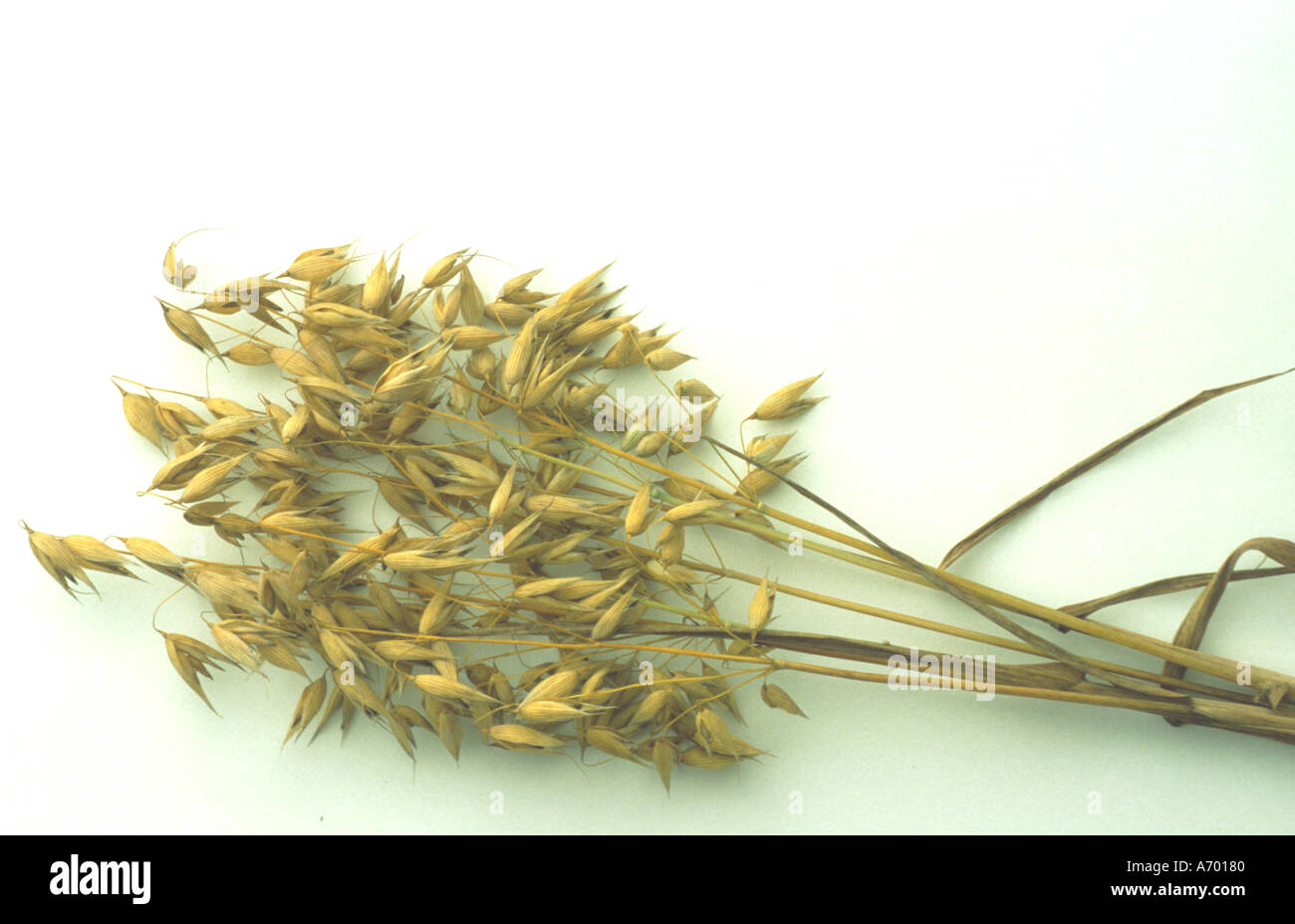 food agriculture oat oats ears hafer Stock Photo - Alamy