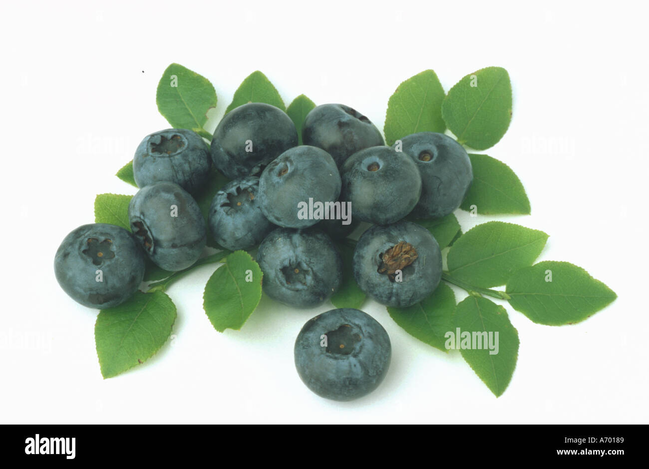 food fruits berry berries blue blueberry blueberries blaubeeren Stock ...