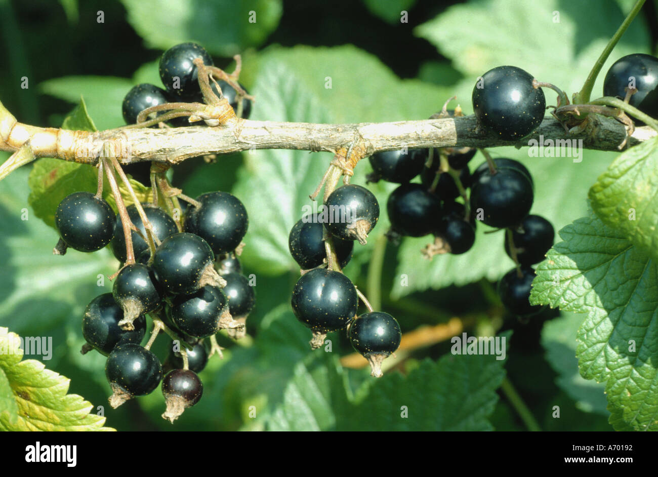 Schwarze johannisbeeren hi-res stock photography and images - Alamy