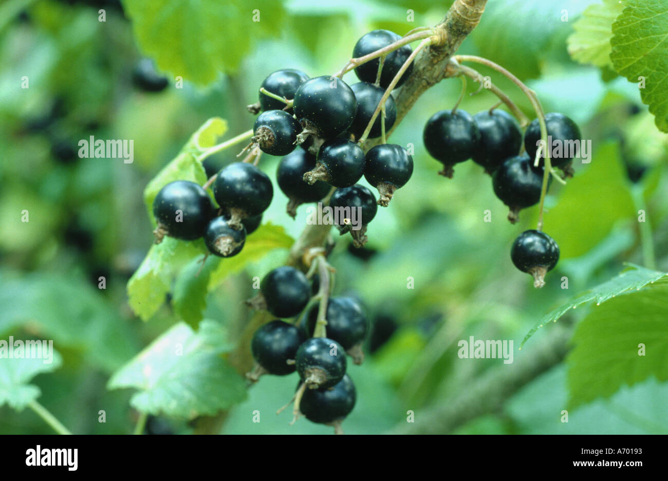 Schwarze johannisbeeren hi-res stock photography and images - Alamy