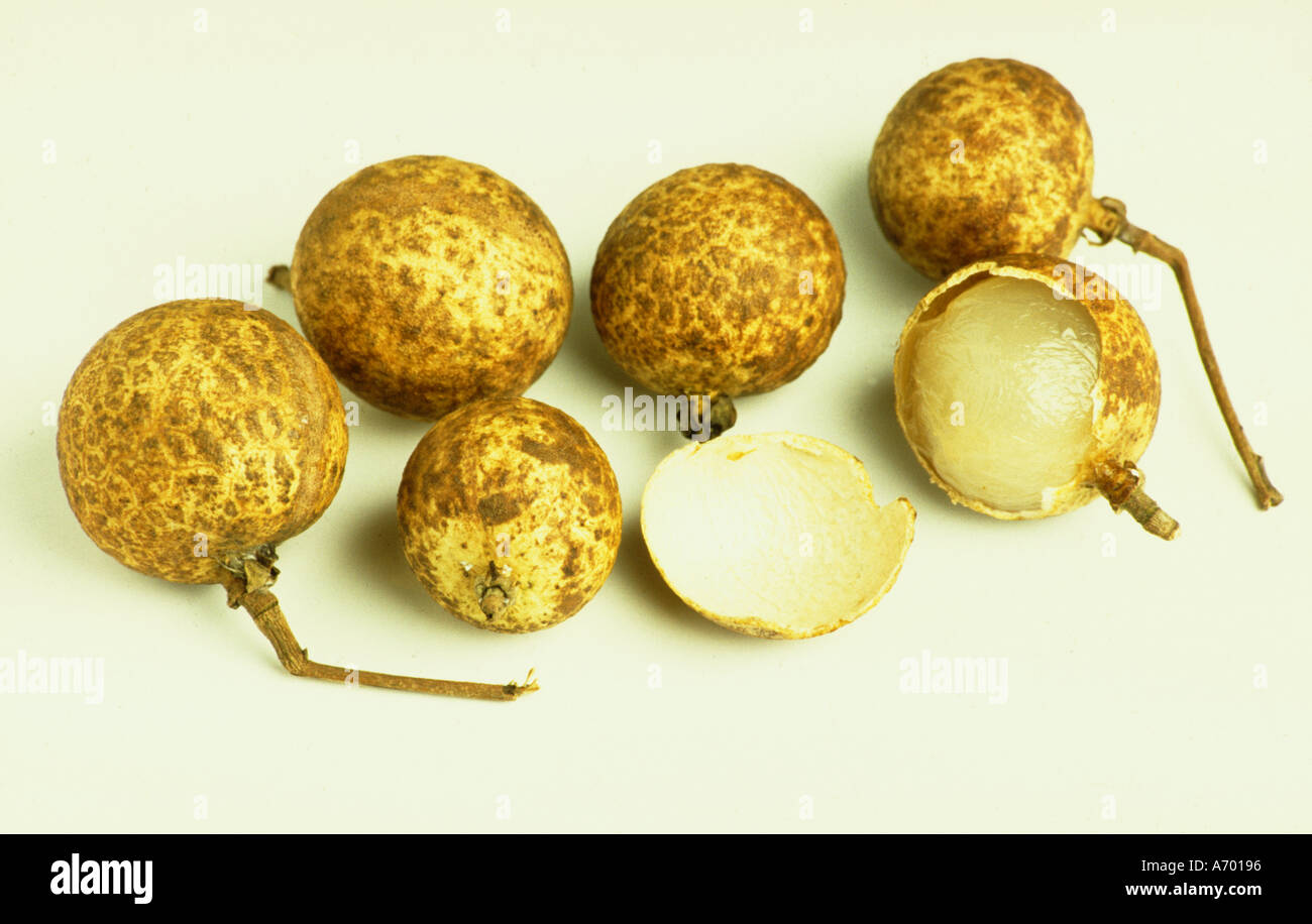 food fruit fruits exotic longane dimocarpus longan Stock Photo - Alamy
