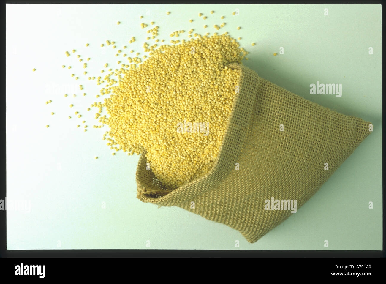 food cereals millet panicle panicle millet panicum milliaceum Stock ...