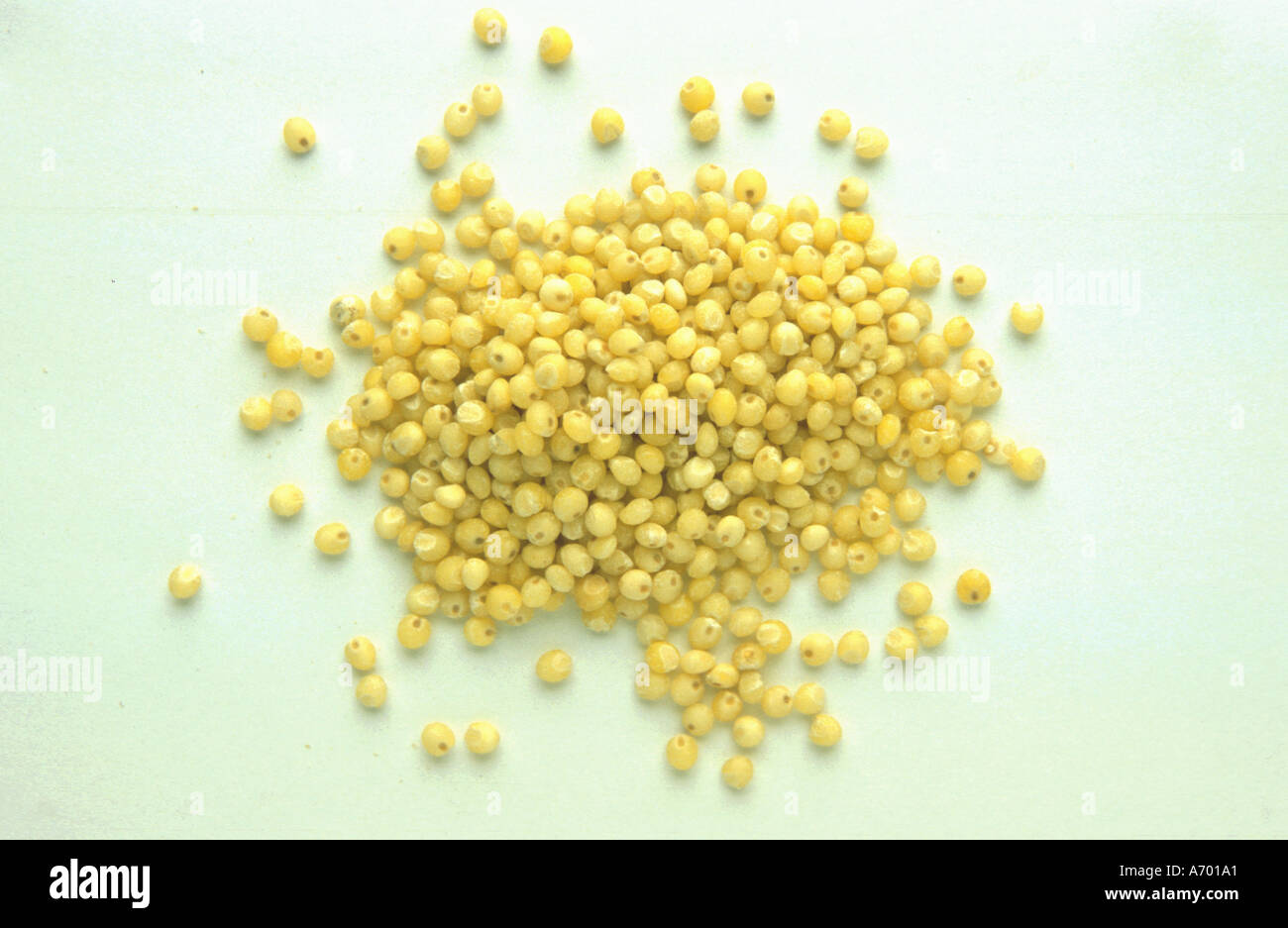 food cereals millet panicle panicle millet panicum milliaceum Stock ...