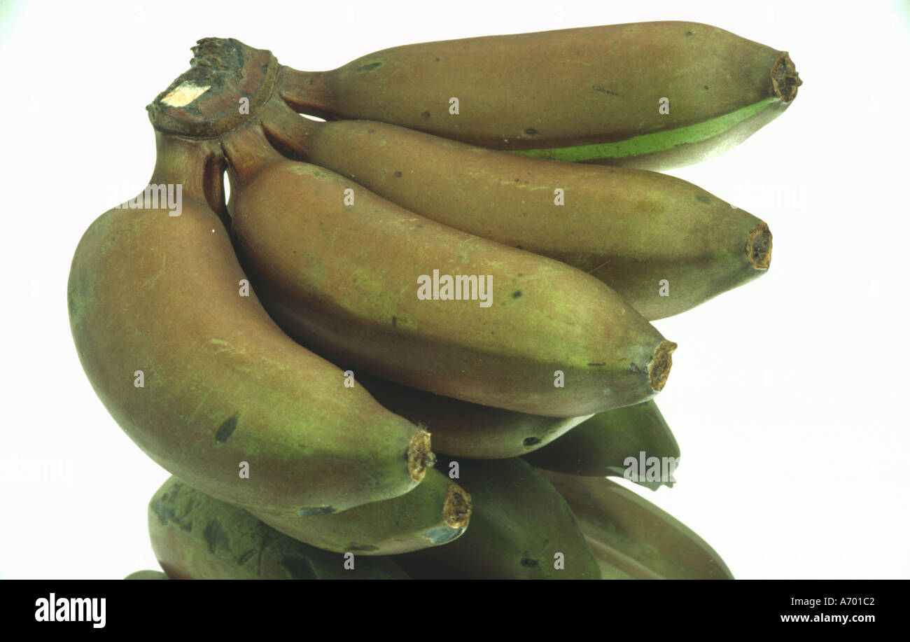 food fruit fruits exotic banana bananas special kind from Costa Rica ...